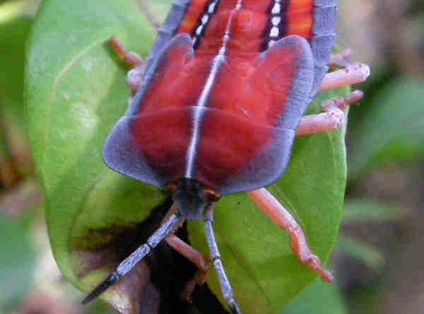 Exotic Venom-spurting Stinkbugs Invade Taiwan – Taiwan English News