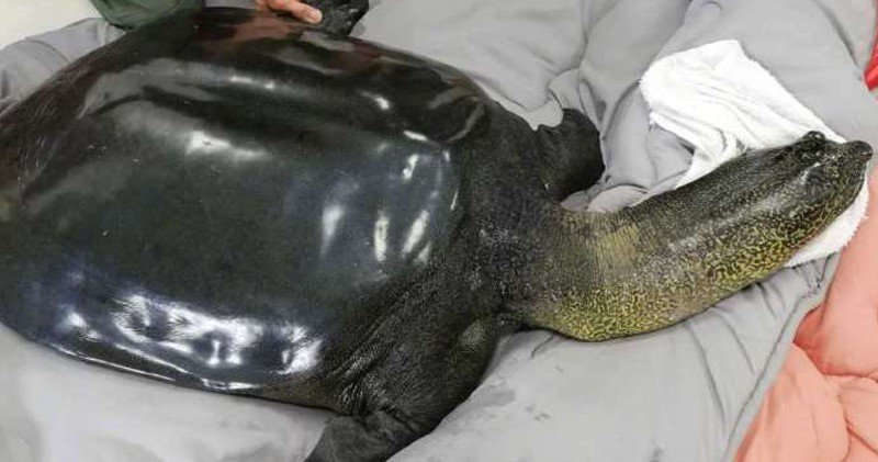 Giant turtle faces extinction as last known female dies in a Chinese ...